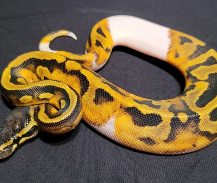 Vision Morphs - MorphMarket