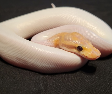 Vision Morphs - MorphMarket