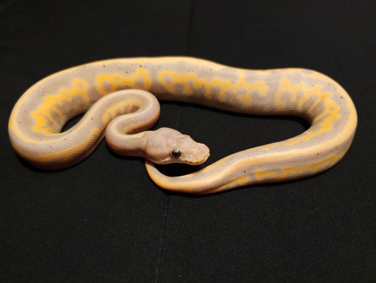 Banana Cinnamon Leopard Het Pied Ball Python by Vision Morphs