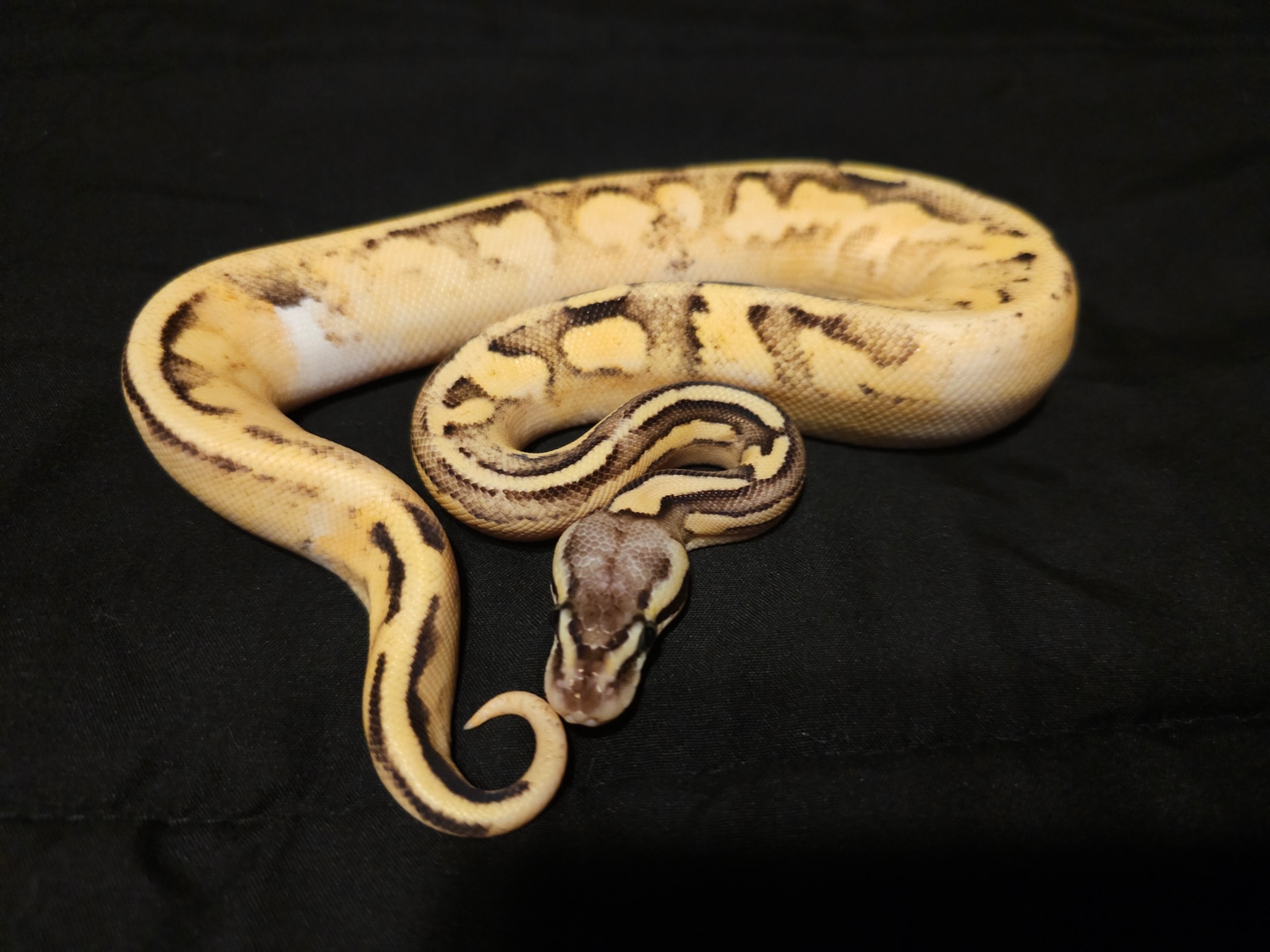 Calico Firefly Possible Mojave Ball Python by Vision Morphs - MorphMarket