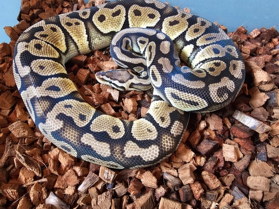 Pastel Special Het Clown Ball Python by Vision Morphs