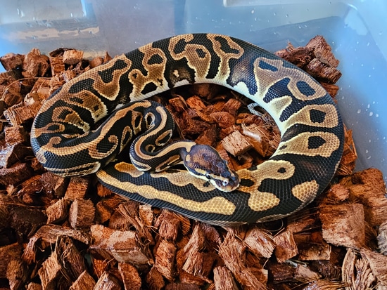 Leopard 100% Double Het Clown Pied Ball Python by Vision Morphs