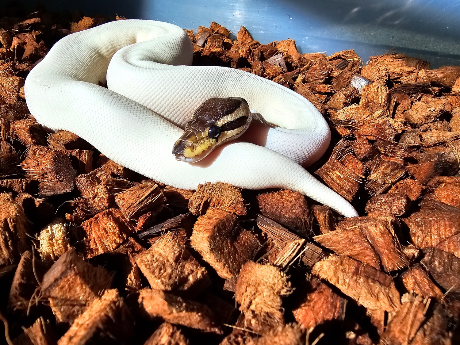Cinnamon Possible Leopard Pied Ball Python by Vision Morphs - MorphMarket