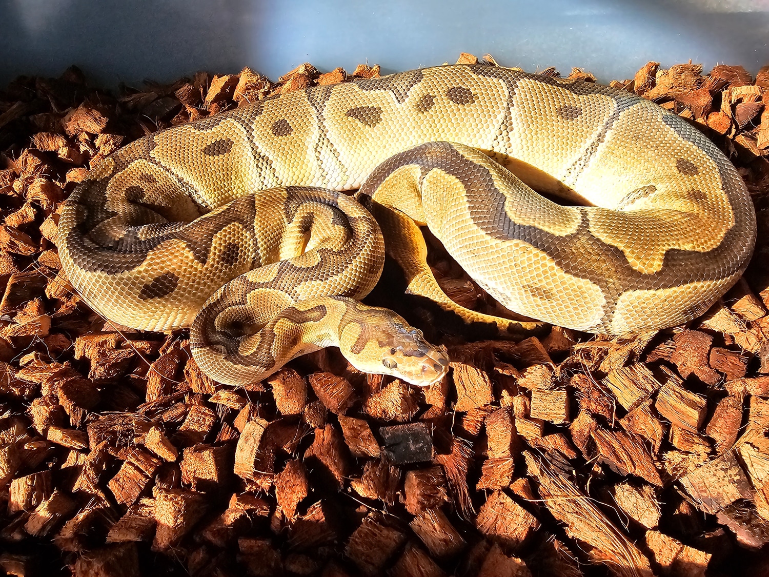 Enchi Clown Ball Python by Vision Morphs - MorphMarket