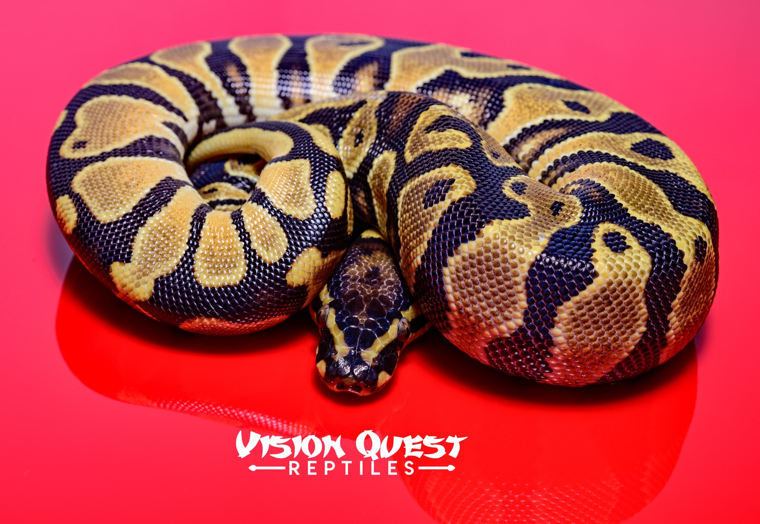 Orange Dream Yellow Belly Ball Python by Vision Quest Reptiles ...