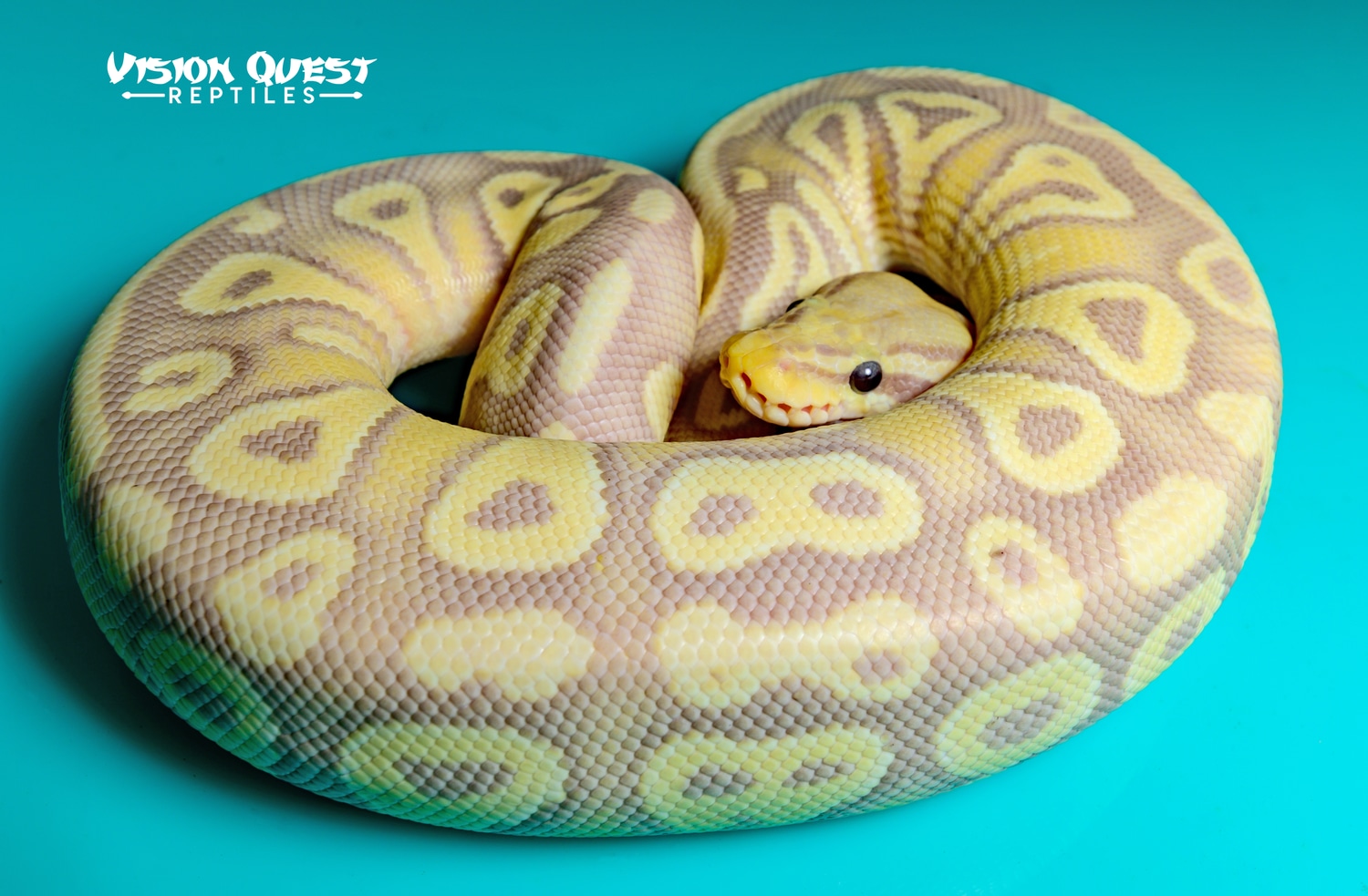 Female Maker Banana Mojave Pastel Het Ultramel Ball Python by Vision ...