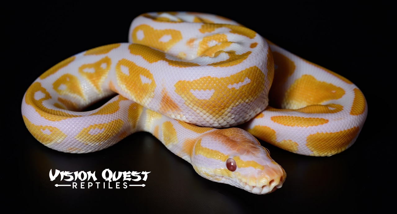 Blackhead Lavender Albino 66 Het Pied Ball Python by Vision Quest ...