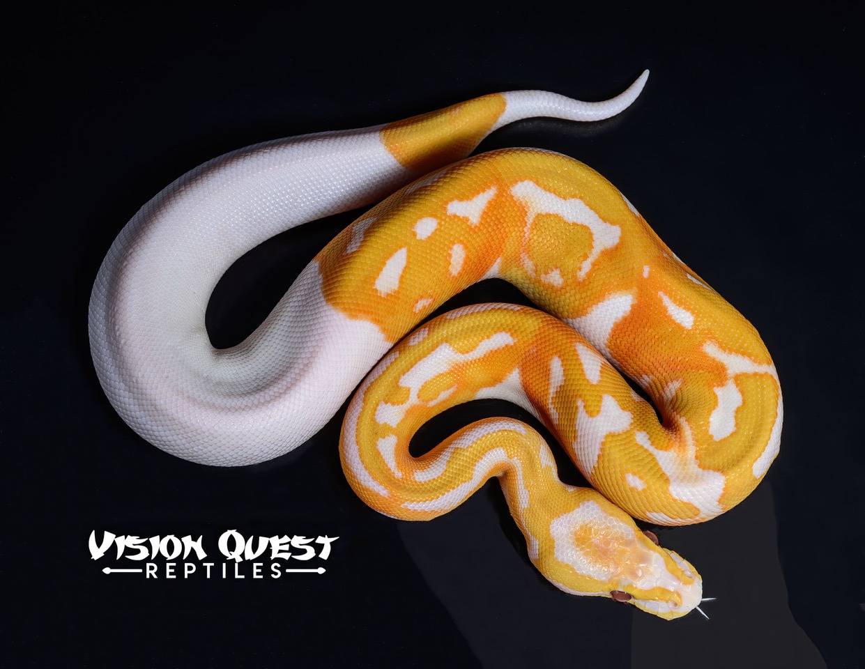 Dreamsicle Ball Python by Vision Quest Reptiles - MorphMarket