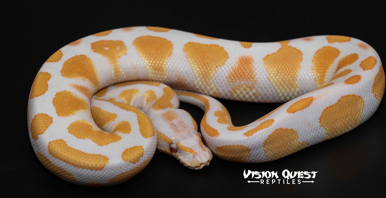 Blackhead Lavender Albino Het Piebald Ball Python by Vision Quest ...
