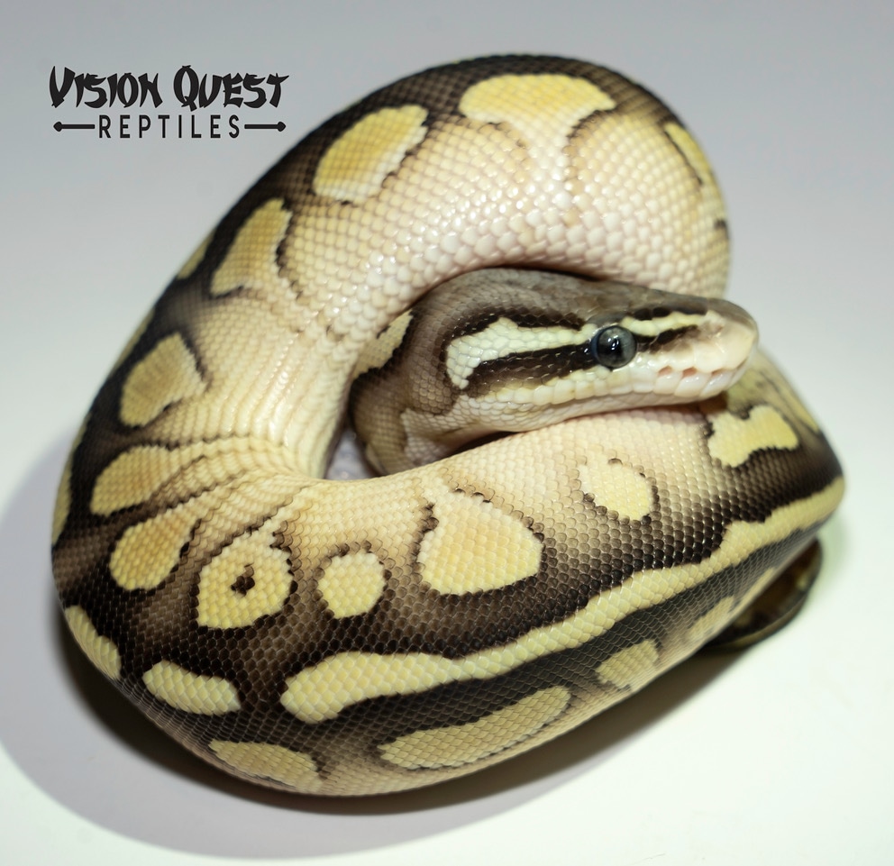 Pastel Lesser Het Pied Ball Python by Vision Quest Reptiles - MorphMarket