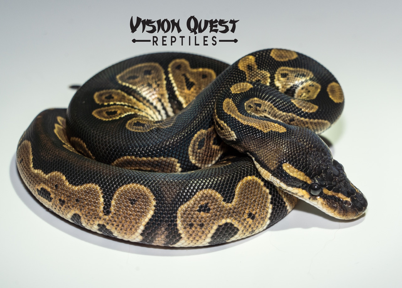 Black Head Ball Python by Vision Quest Reptiles - MorphMarket