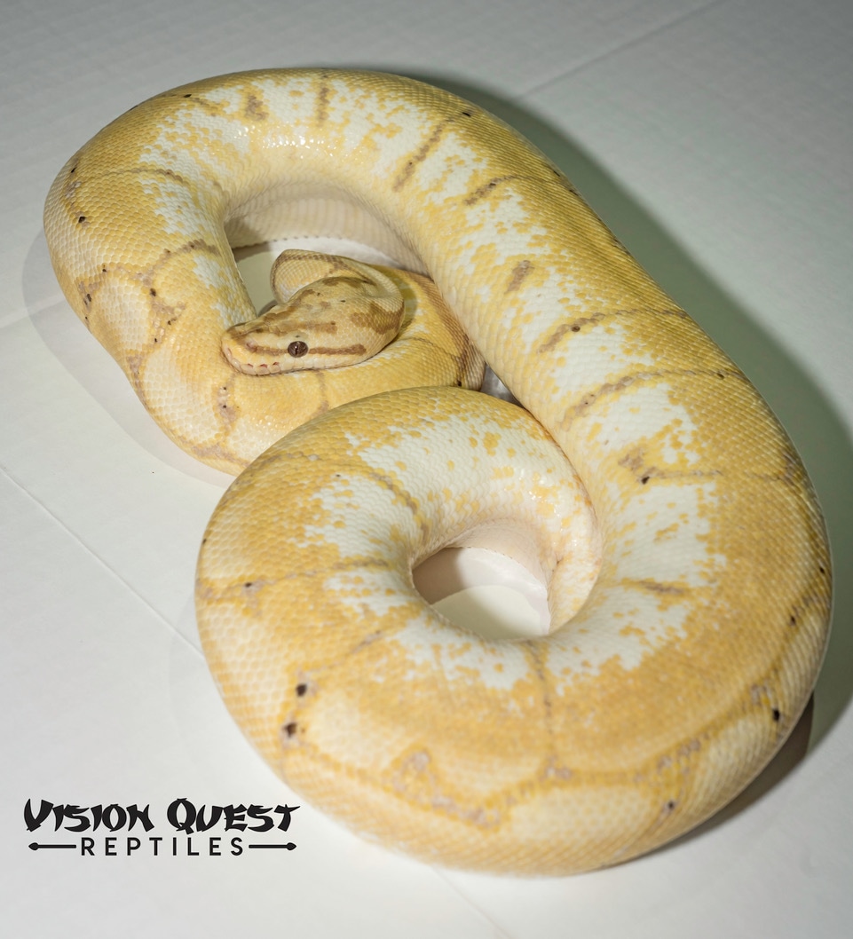 Banana Spider Ball Python by Vision Quest Reptiles - MorphMarket