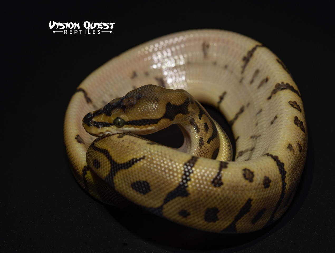 Leopard Spider Het Clown Het Lavender Albino 50 Het Desert Ghost Ball ...
