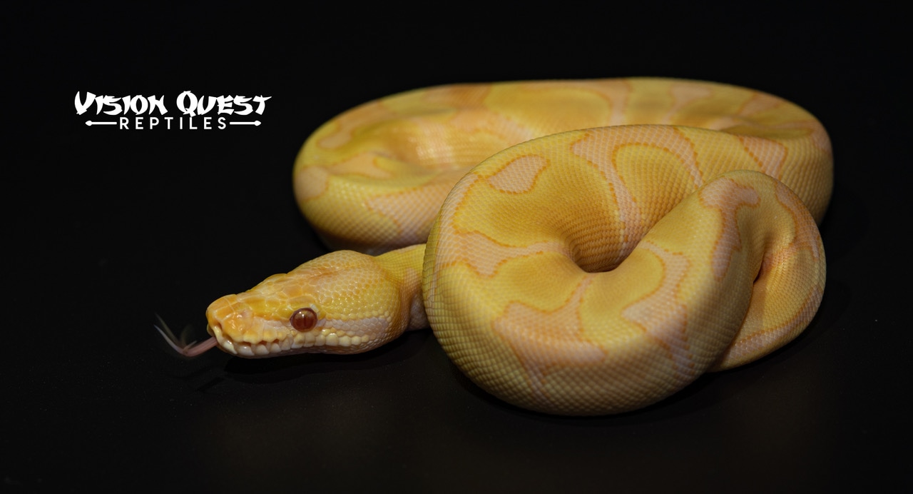 Pastel Enchi Candy 66 Het Piebald Ball Python by Vision Quest Reptiles ...