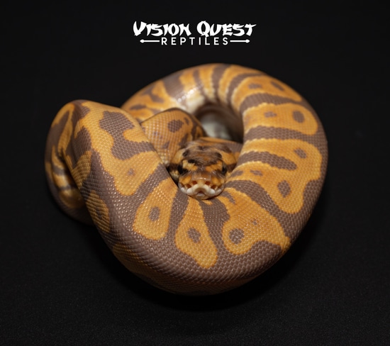 Leopard Ultramel 66 Het Clown Ball Python by Vision Quest Reptiles