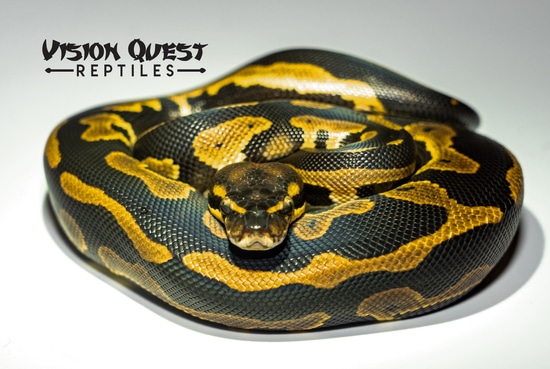 Blackhead Cypress Ball Python by Vision Quest Reptiles