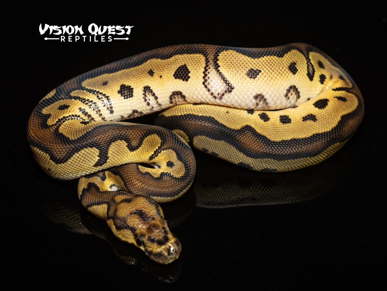Clown 50 Het Piebald Ball Python by Vision Quest Reptiles - MorphMarket