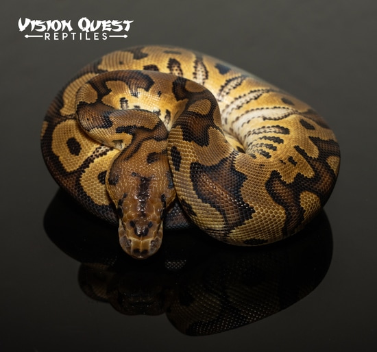 Clown Het Desert Ghost Ball Python by Vision Quest Reptiles