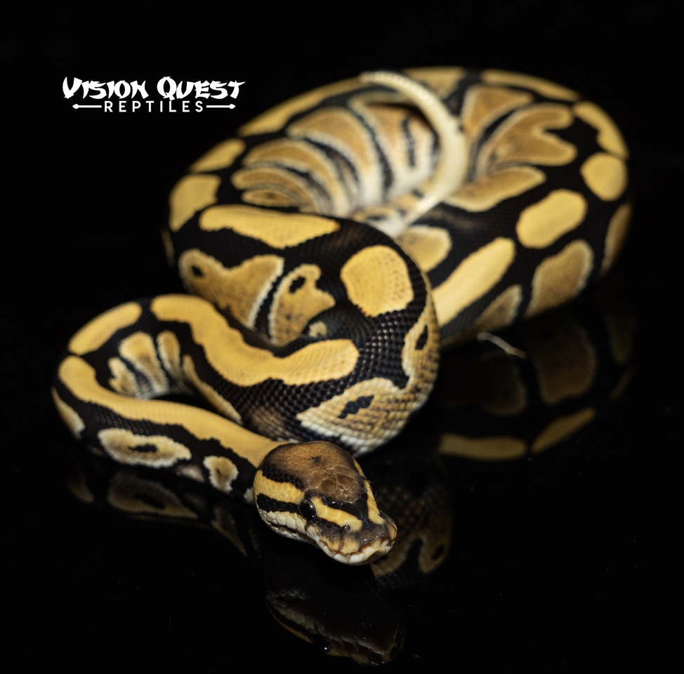 Desert Ghost Het Clown Ball Python by Vision Quest Reptiles - MorphMarket
