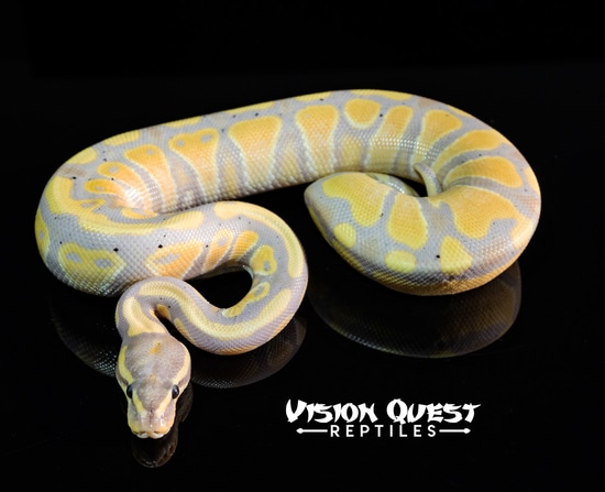 Banana Double Het Clown Piebald Ball Python by Vision Quest Reptiles