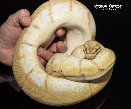 Banana Spider Ball Python by Vision Quest Reptiles