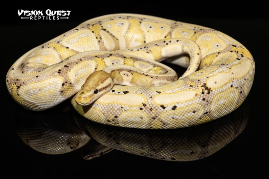 Banana Het Clown Ball Python by Vision Quest Reptiles