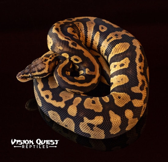 Confusion Pastel Het Desert Ghost 50 Het Hypo Female Ball Python by ...