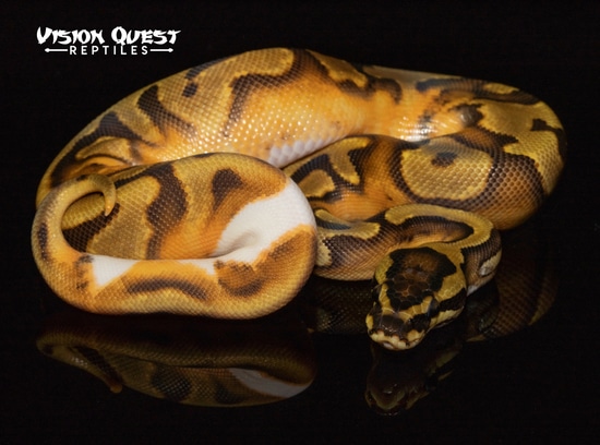 Enchi Piebald Het Lavender Albino Ball Python by Vision Quest Reptiles