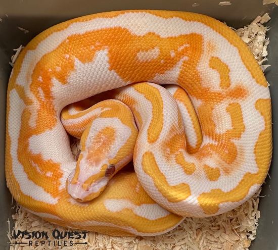Black Head Yellow Belly Dreamsicle Ball Python by Vision Quest Reptiles