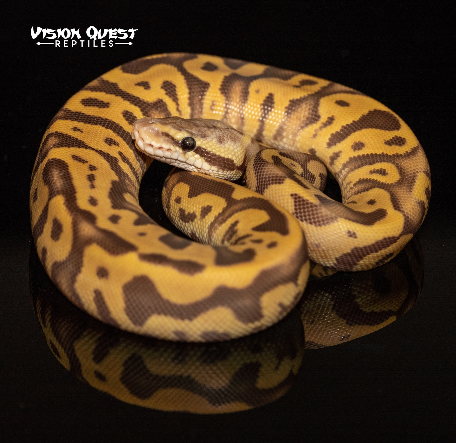Pastel Leopard Ultramel 66 Piebald Ball Python by Vision Quest Reptiles ...