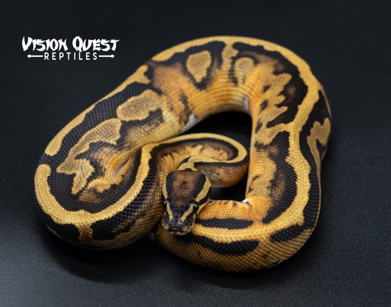 Enchi Piebald Het Lavender Albino Ball Python by Vision Quest Reptiles
