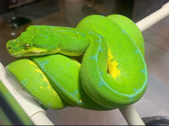 Adult Female Pure Jayapura Type Green Tree Python by San Diego ...