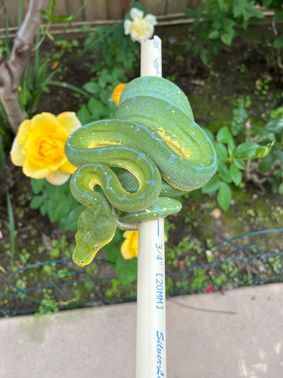 Jayapura X Sorong Locality Type Green Tree Python by San Diego ...