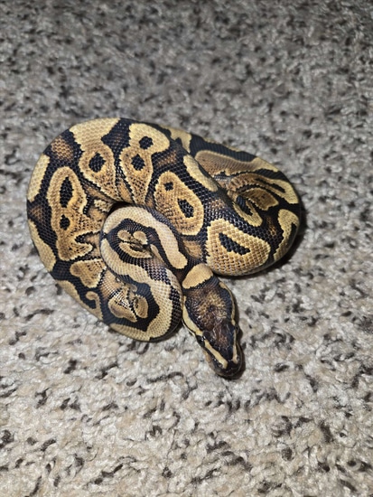 Pastel Mojave POS Red Stripe Ball Python by Vivarium Palace