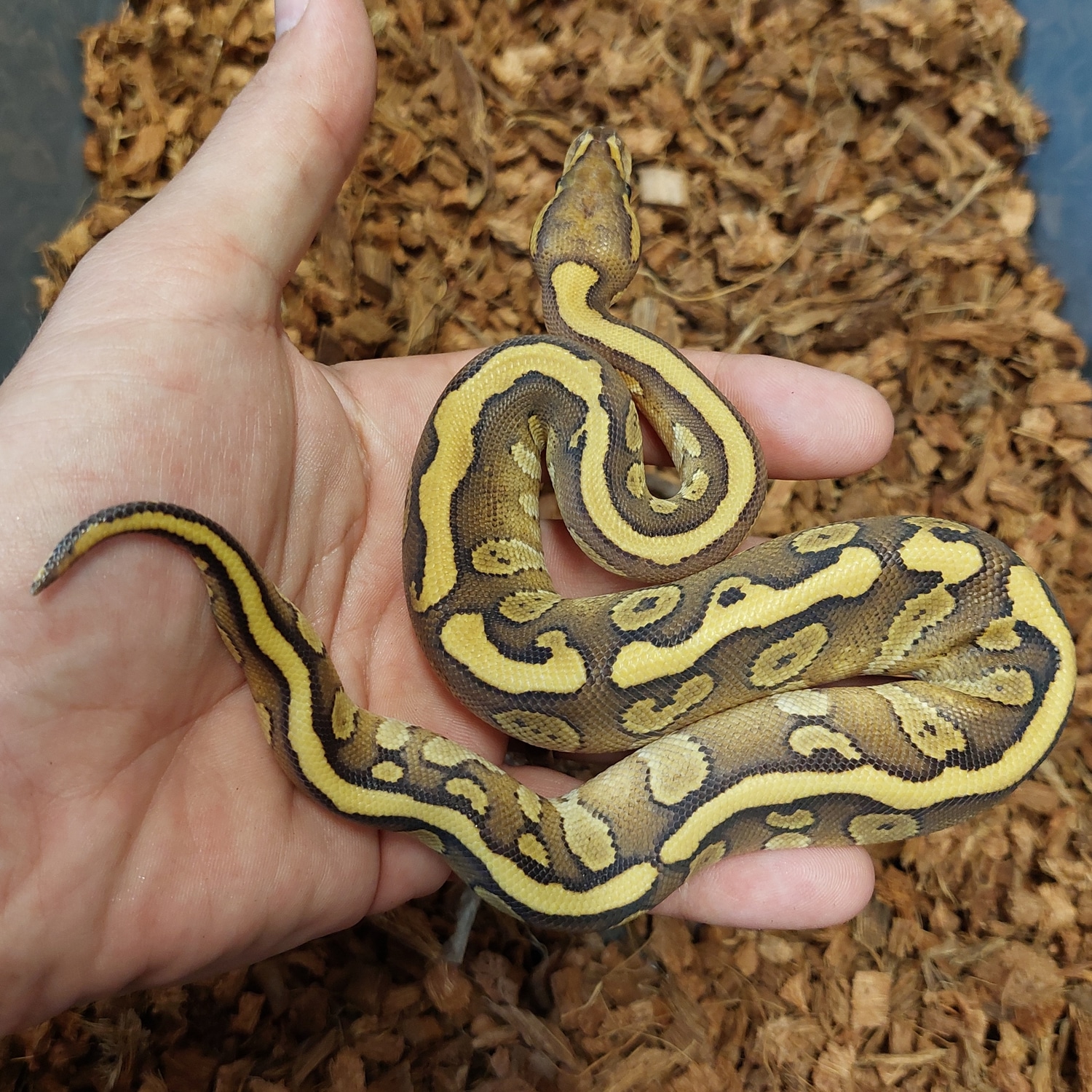 Vanilla Red Stripe Mojave Het Clown (Poss Gravel) Ball Python by Vivid ...