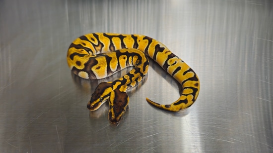 Rare* Two Headed Ball Python! Enchi OD NR Mandarin Het Clown by Vivid ...