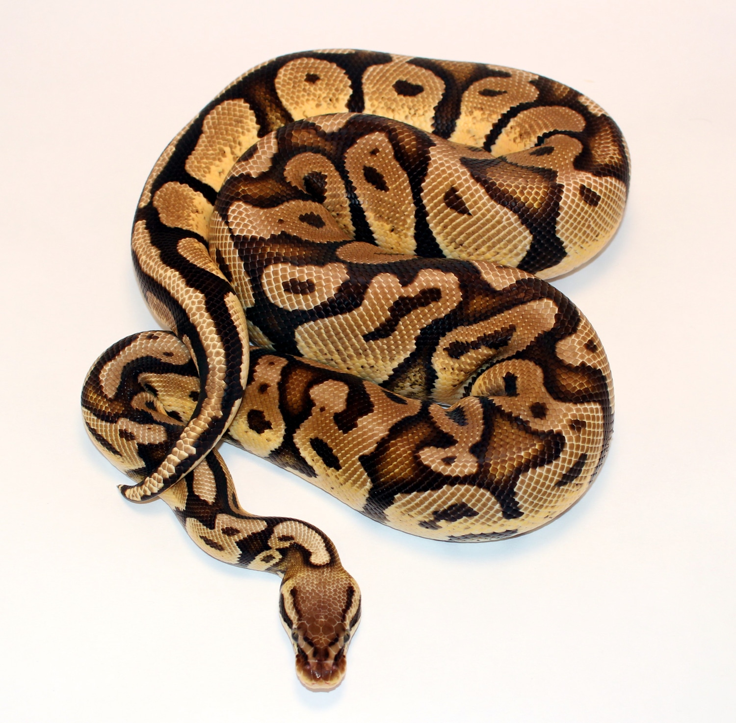 Pastel Orange Dream Ball Python by Vivid Pythons - MorphMarket