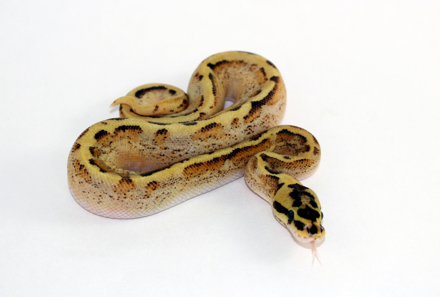 Spider Freeway Poss Het Pied Ball Python by Vivid Pythons - MorphMarket