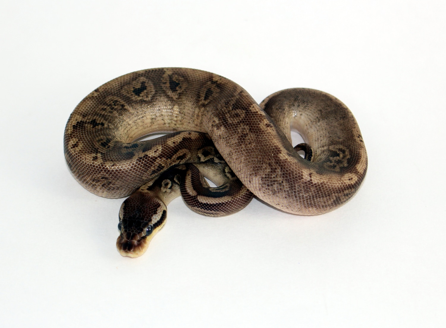 Black Pewter Asphalt Or Yellowbelly Poss Het Pied Ball Python by Vivid ...