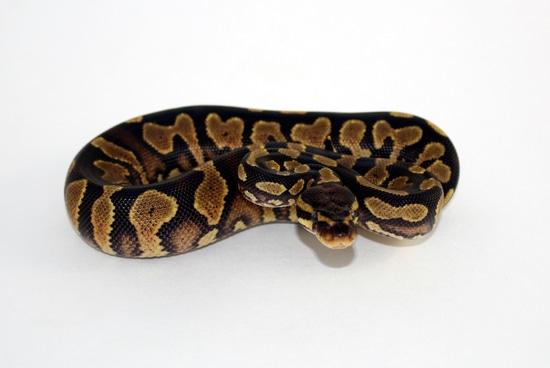 Asphalt Or Yellowbelly Poss Het Pied Ball Python by Vivid Pythons