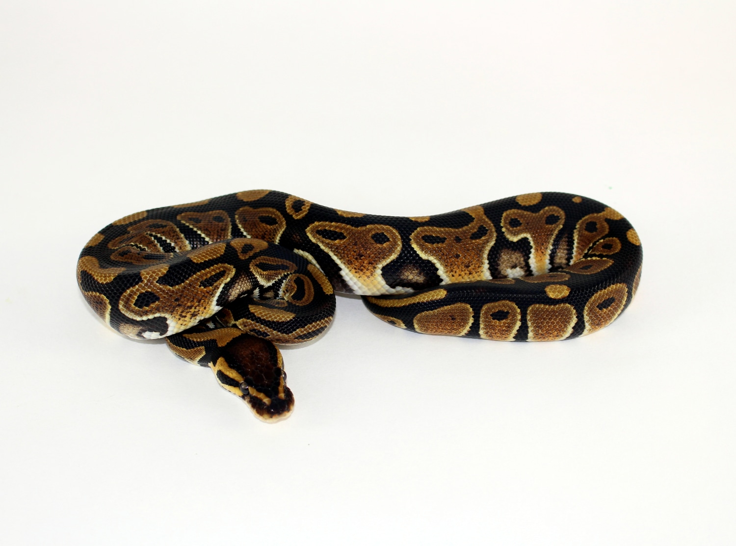 HOT! NR Mandarin 100% Het Clown Ball Python by Vivid Pythons - MorphMarket