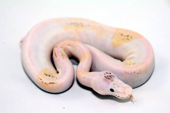 Bamboo Pied Ball Python by Vivid Pythons