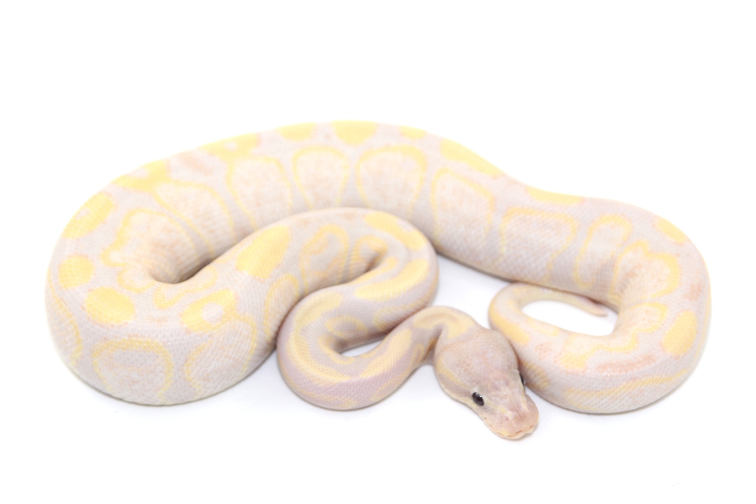 Super Coral Glow Fire Het Pied Ball Python by Vivid Pythons - MorphMarket