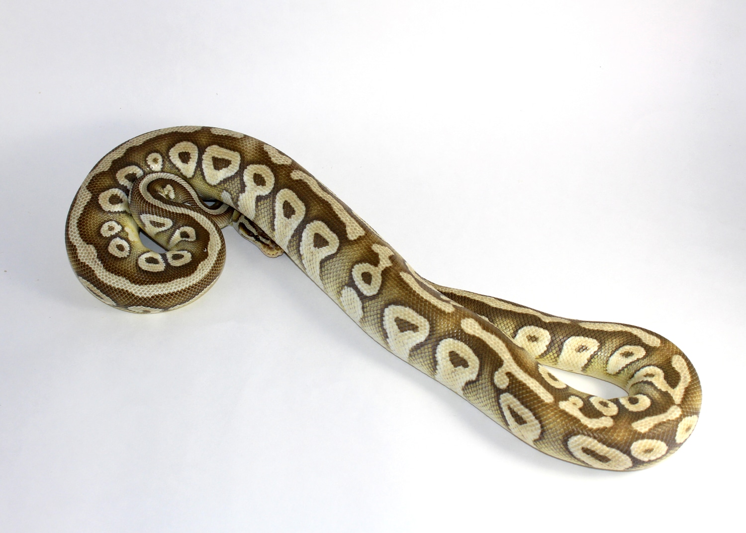 Super Pastel Mojave Het Clown Ball Python by Vivid Pythons - MorphMarket