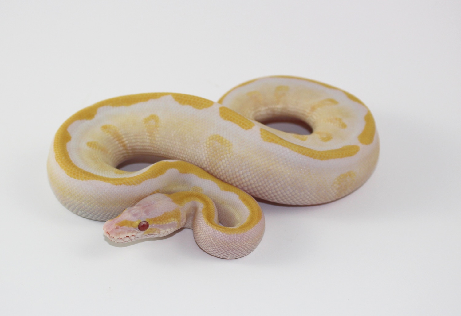 GHI Mojave Lavender Albino Ball Python by Vivid Pythons - MorphMarket