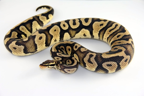 Pastel Asphalt Het Pied Ball Python by Vivid Pythons