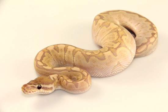 Bamboo Ultramel Pos Het Pied Ball Python by Vivid Pythons