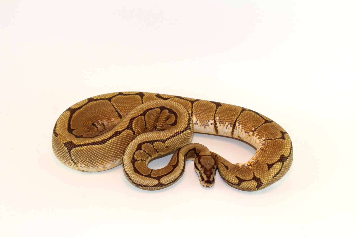 Trojan Ajax Spider Ball Python by Vivid Pythons - MorphMarket