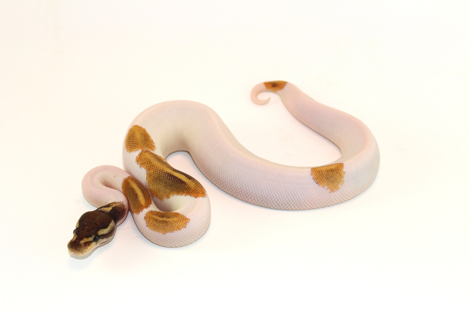 Mojave Yellowbelly GeneX Pied Ball Python by Vivid Pythons - MorphMarket