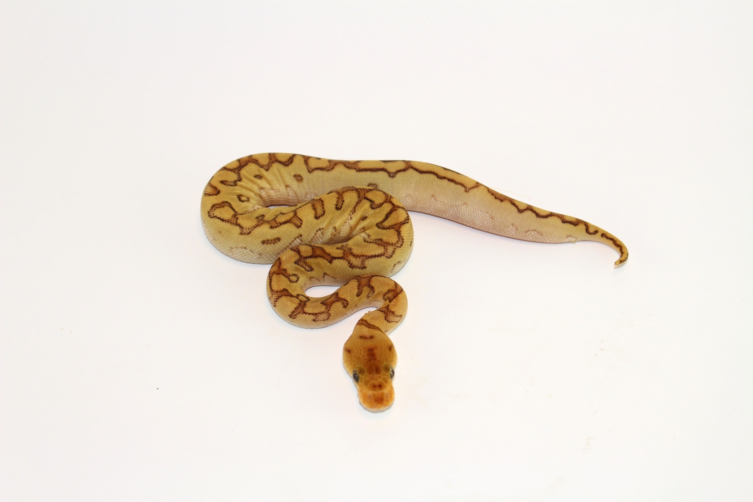 KingPin Yellowbelly Prob Mandarin Clown Ball Python by Vivid Pythons ...